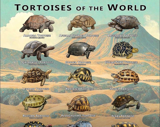 Types of Tortoises Poster, Tortoises Print, Tortoises Art, Tortoises ...