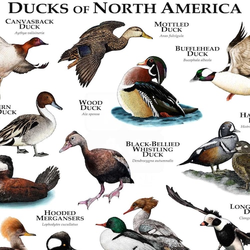 Ducks of North America Poster Print - Etsy