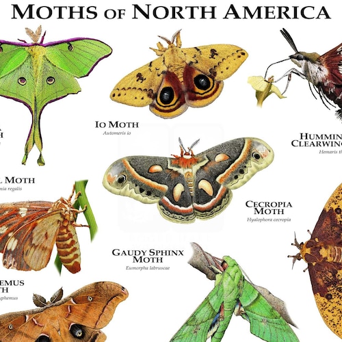 Common Bats of North America Poster Print - Etsy