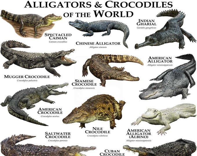 WildlifeArtbyRoger (by Roger Hall) - Etsy