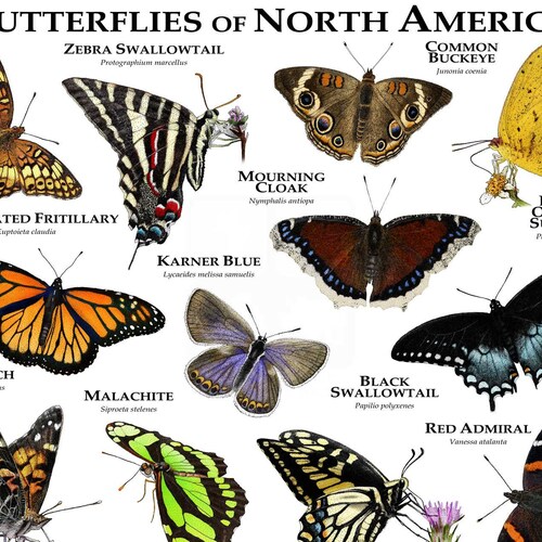 Butterflies of North America Poster Print | Etsy