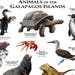 Animals of the Galapagos Islands Poster Print - SIGNED BY ARTIST! - Etsy