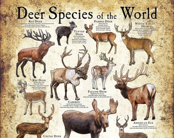 Types Of Deer
