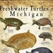 Freshwater Turtles of Delaware Poster Print Field Guide - Etsy