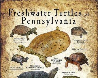 Turtle of Pennsylvania Poster - Etsy
