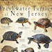 Freshwater Turtles of Delaware Poster Print Field Guide - Etsy