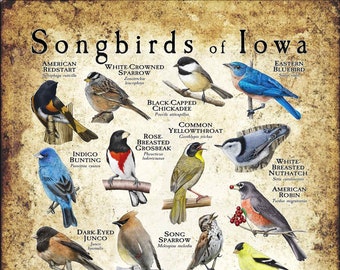 Songbirds of Connecticut Poster Print Field Guide - Etsy