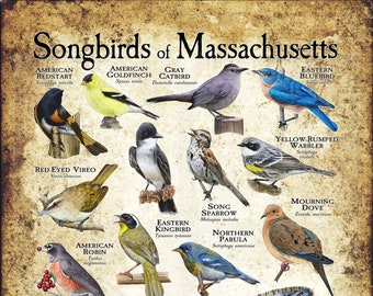 Dragonflies of the World Poster Print / Field Guide - Etsy Australia