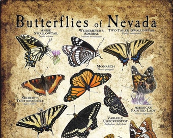 Nevada Butterflies Field Guide Art Print / Butterfly Poster ...