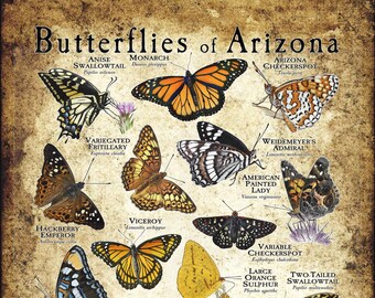 Arizona Butterflies