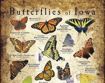 Iowa Butterflies Field Guide Art Print / Butterfly Poster / Watercolor ...