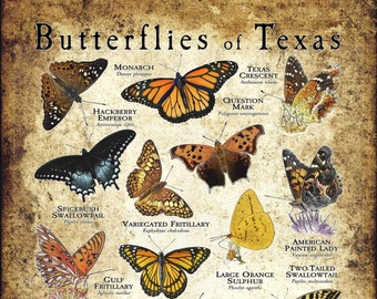 Texas Butterflies Field Guide Art Print / Butterfly Poster / Watercolor ...