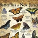 Butterflies of North Carolina Poster Print Field Guide - Etsy
