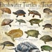 Freshwater Turtles of Kentucky Poster Print Field Guide - Etsy