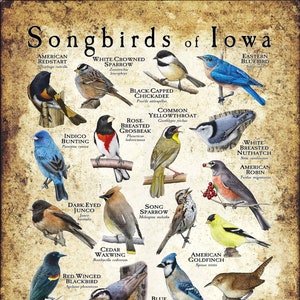 Songbirds of Iowa Poster Print/field Guide - SIGNED BY ARTIST! - Etsy
