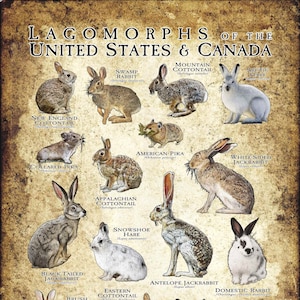 Lagomorphs of the United States and Canada Poster Print - SIGNED BY ...