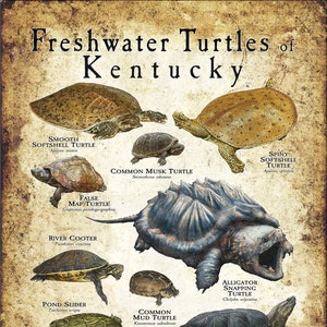 Freshwater Turtles of Kentucky Poster Print/field Guide - SIGNED BY ...