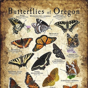 Butterflies of Oregon Poster Print - Field Guide - Etsy
