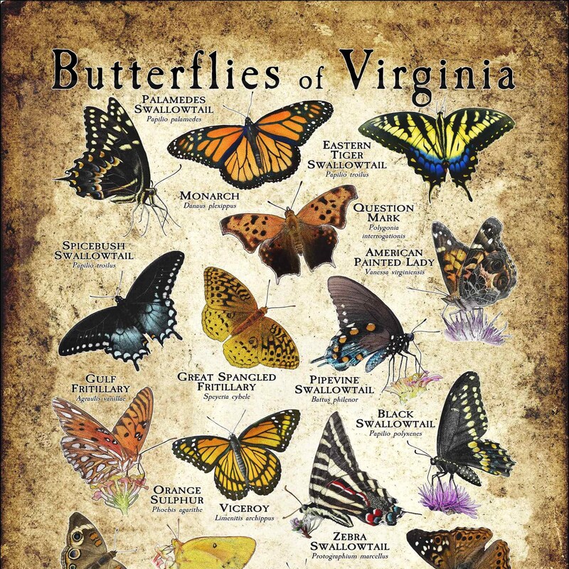 Types of Butterfly Poster - Etsy