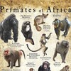 Monkey Painting, CHIMP Poster, Chimpanzee Print, Monkey Art, Jungle ...