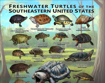 Freshwater Turtles of the Western United States Art Print / Field Guide ...