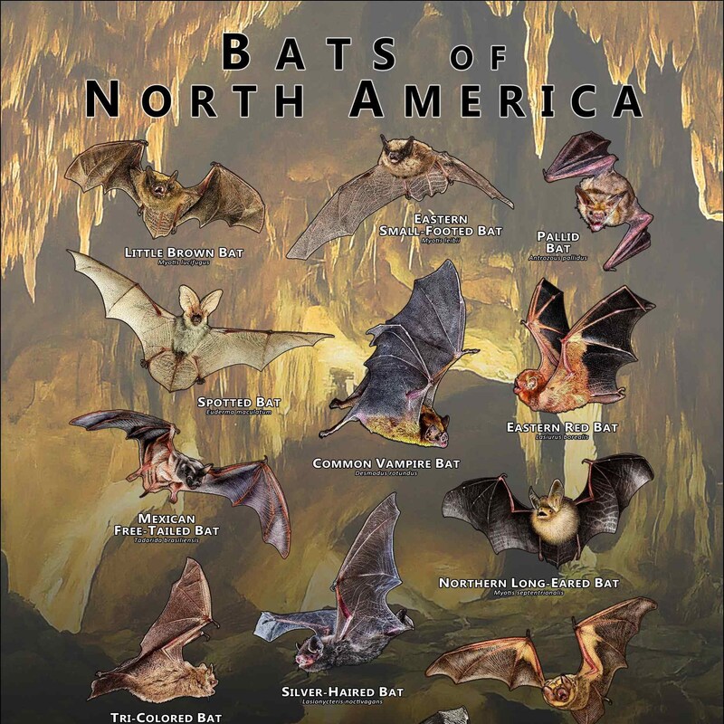Bat Poster - Etsy