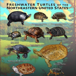 Freshwater Turtles of the Northeastern US Art Print / Field Guide - Etsy