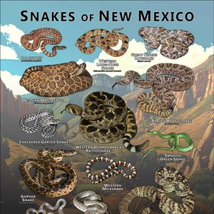 Snakes of New Mexico Poster Print Field Guide - Etsy
