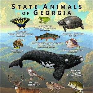 Georgia State Animals Poster Print - Etsy