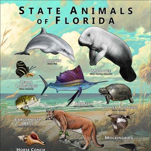 Florida Animal Symbols – Florida Symbols – QUQK
