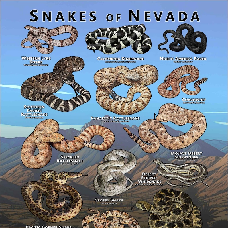 WildlifeArtbyRoger - Etsy