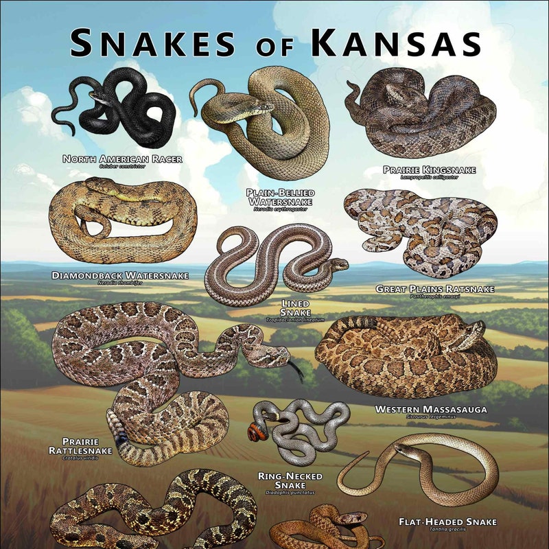 WildlifeArtbyRoger - Etsy