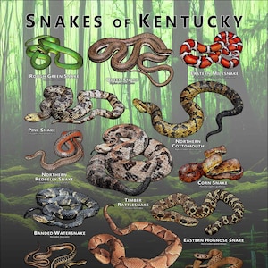 Snakes of Kentucky Poster Print Field Guide - Etsy