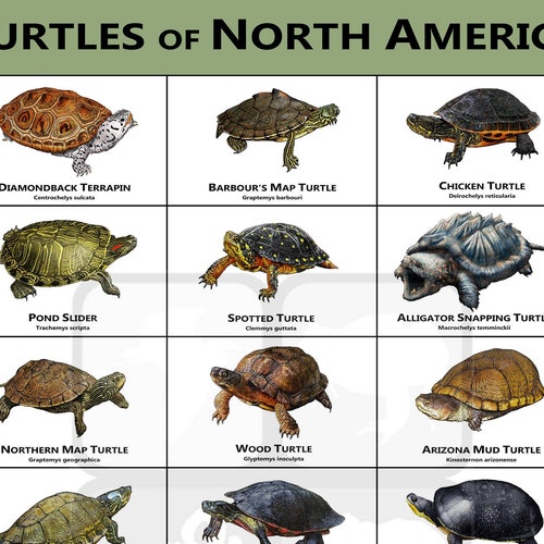 Box Turtles of North America Poster Print - Etsy