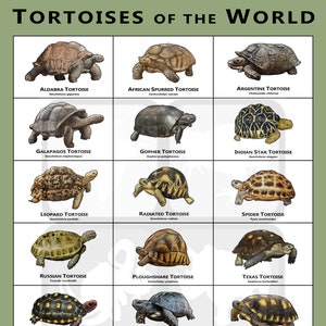 Tortoises of the World Art Print / Field Guide | Etsy