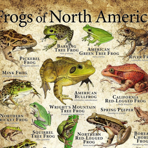 Toads of North America Poster Print - Etsy