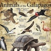 Endangered Wildlife of the Philippines Poster Print - SIGNED BY ARTIST ...