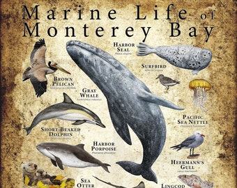 Marine Animals of Monterey Bay Poster Print | Etsy