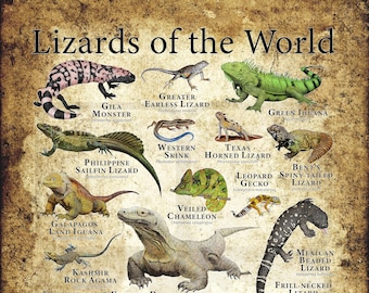 Types Of Lizards Chart