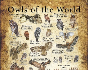 Owls of the World Art Print / Field Guide | Etsy