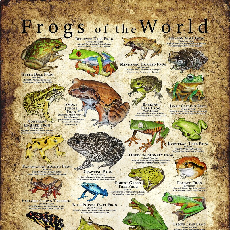 Real Frog - Etsy