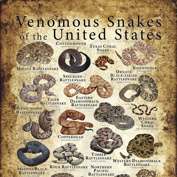 Venomous Snakes - Etsy