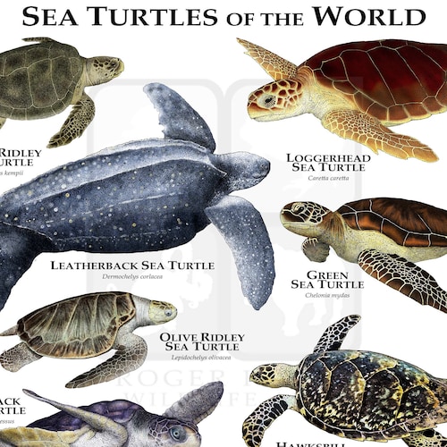 Sea Turtles of the World Poster Print | Etsy
