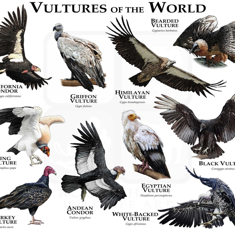 Vulture Art - Etsy