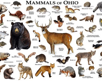 Mammals of Florida Poster Print / Florida Mammals Field Guide | Etsy