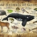 Georgia State Animals Poster Print | Etsy