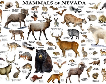 Mammals of Indiana Poster Print / Indiana Mammals Field Guide | Etsy