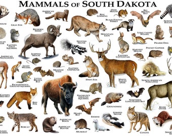 Mammals of North Dakota Poster Print / North Dakota Mammals | Etsy