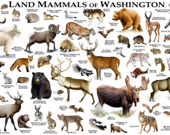 Mammals of Indiana Poster Print / Indiana Mammals Field Guide | Etsy