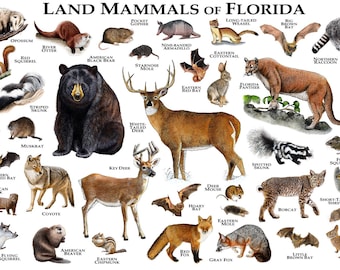 Mammals of Maine Poster Print / Maine Mammals Field Guide / | Etsy